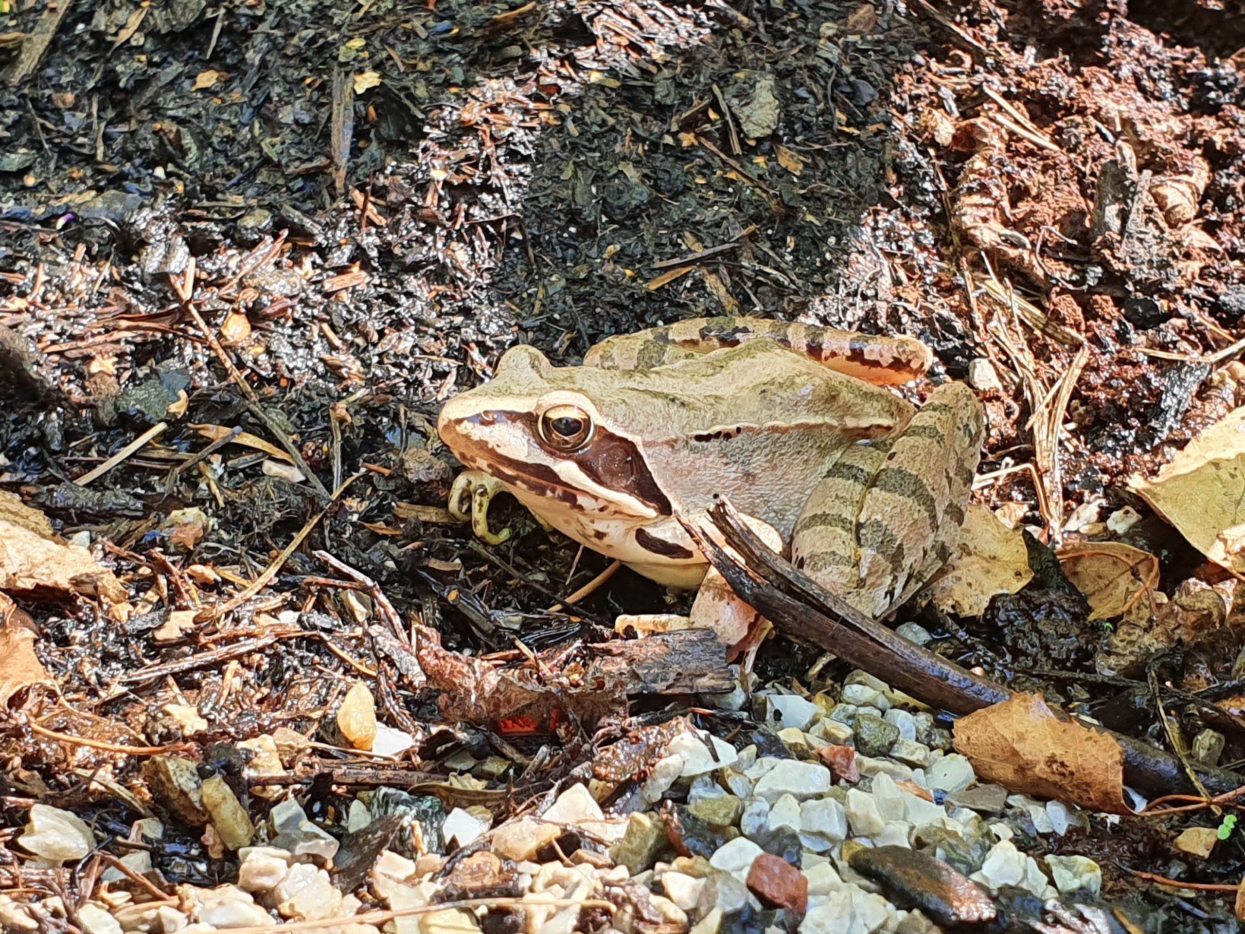 Unsere Amphibien brauchen deine Hilfe! - Wildtierhilfe Wien