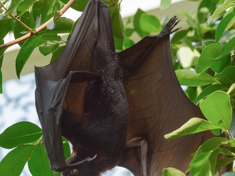 Eine Besonderheit – die Fledermaus - Wildtierhilfe Wien