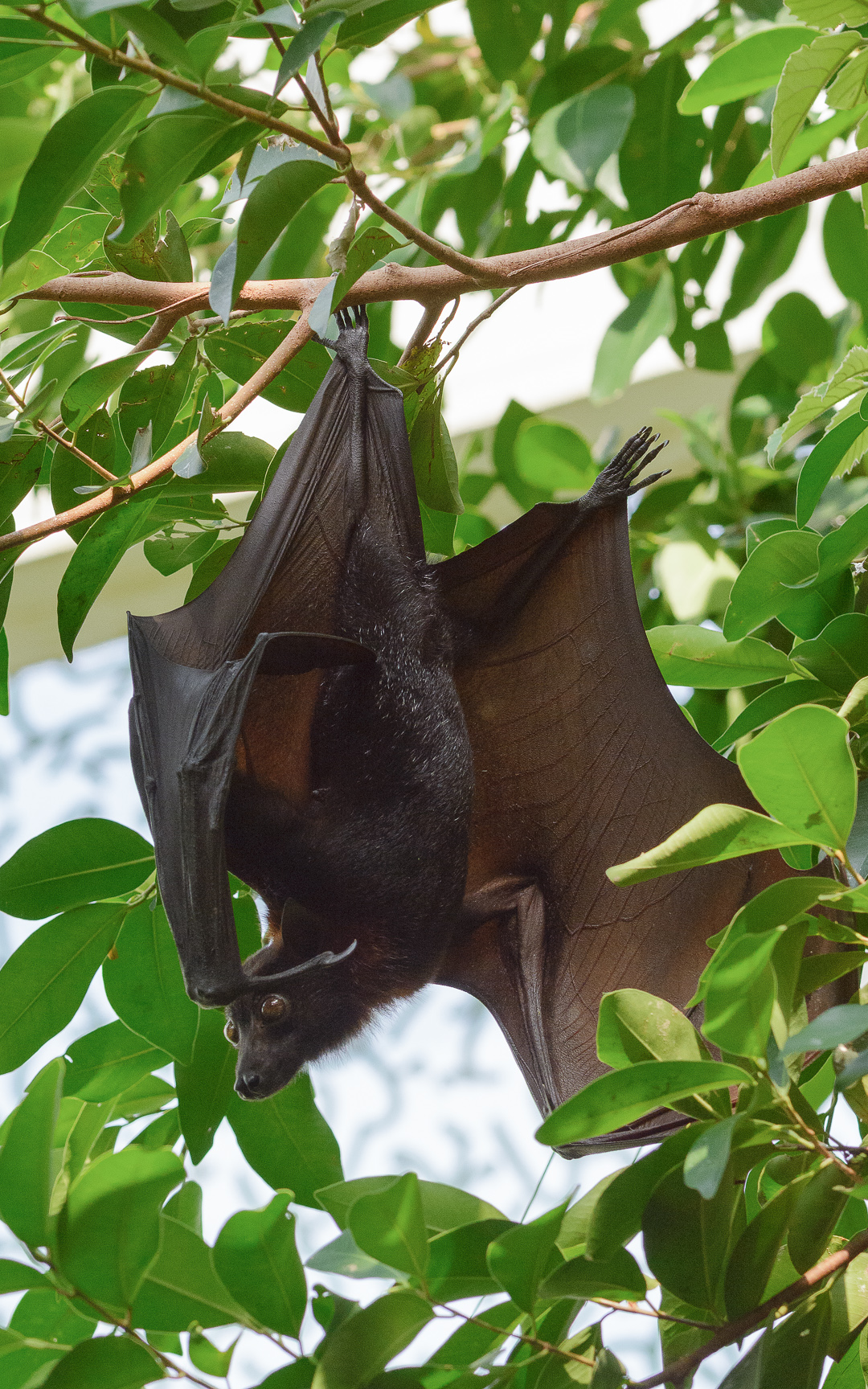 Eine Besonderheit – die Fledermaus - Wildtierhilfe Wien
