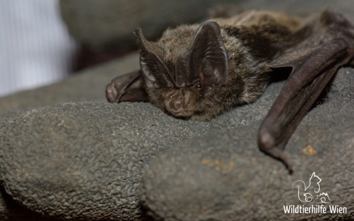 Mopsfledermaus - Wildtierhilfe Wien