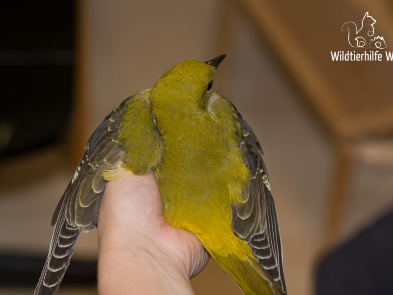 Der Pirol - scheue Schönheit - Wildtierhilfe Wien