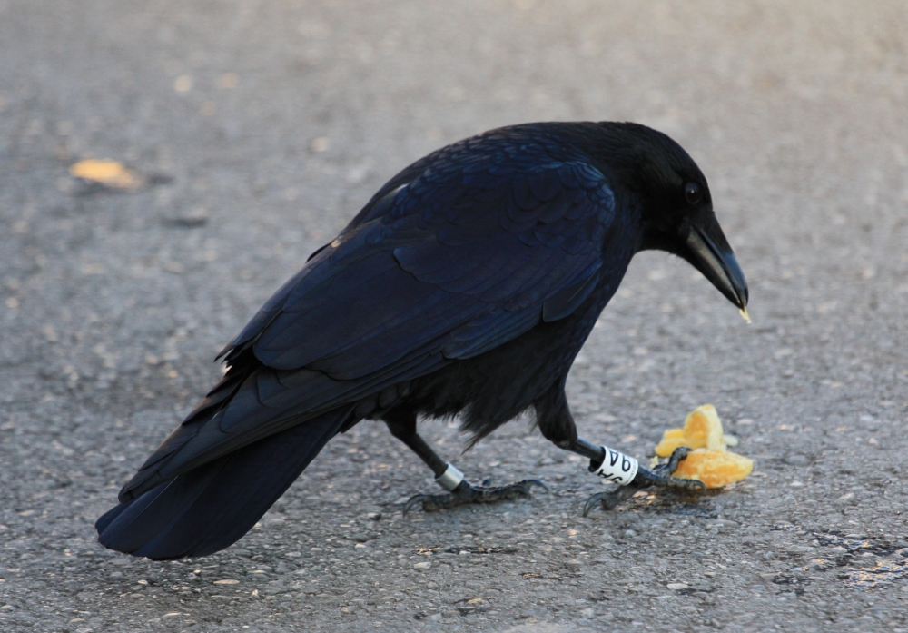 Die Krähen Wiens - Drei Arten im Portrait - Wildtierhilfe Wien